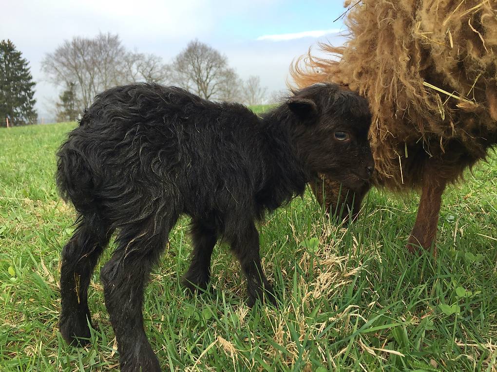 Mouton D Ouessant Vendre