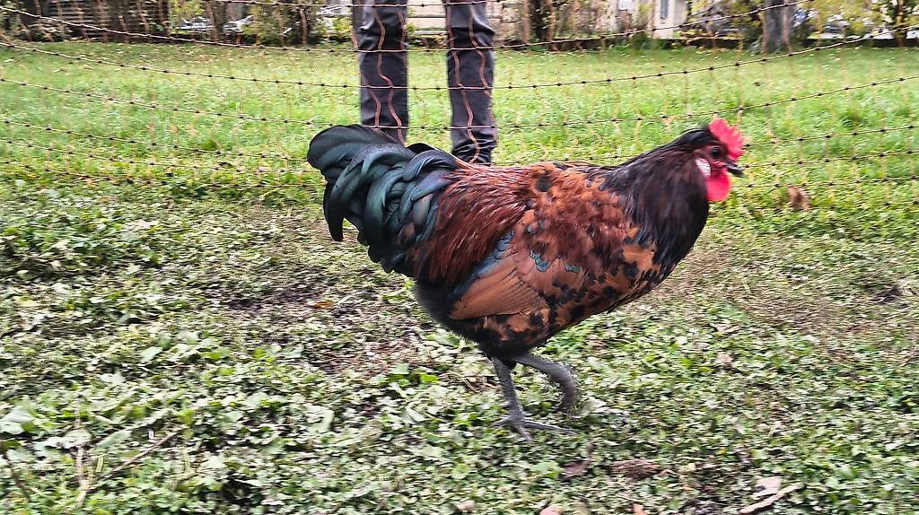 Cinq jeunes coqs à donner Canton Vaud - anibis.ch