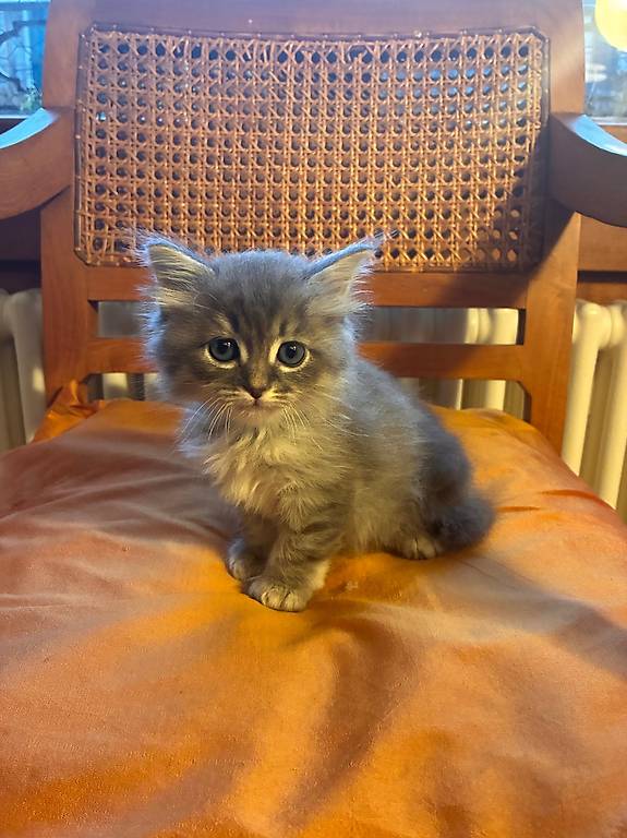 Chaton Poil Mi Long 2 Mois