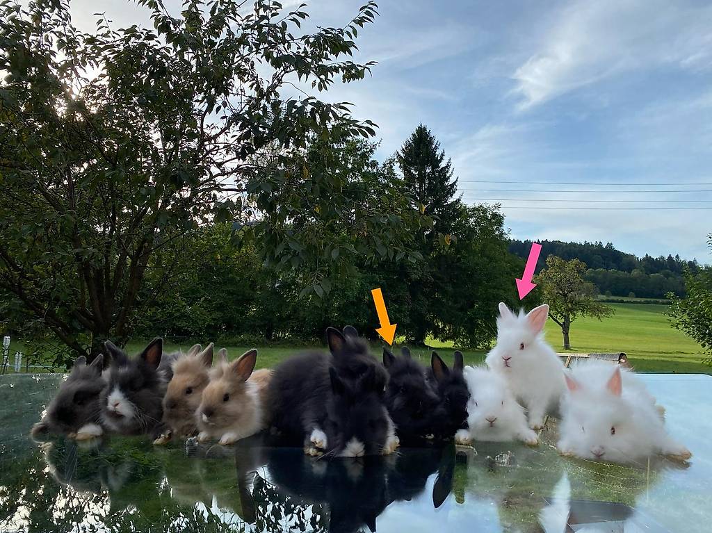 Lapins de compagnie grands nains Canton Vaud - anibis.ch