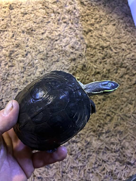 Seltene Cuora Amboniensis im Kanton St. Gallen - anibis.ch