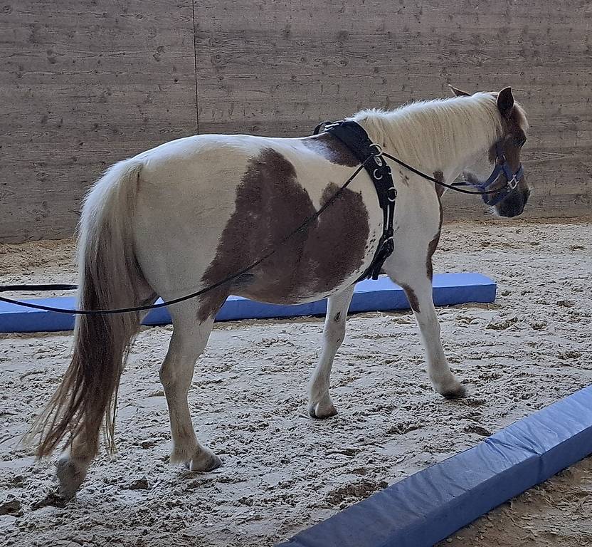 Pony zu Verfügung / an Futter / Reitbeteiligung Canton Basel-Landschaft ...