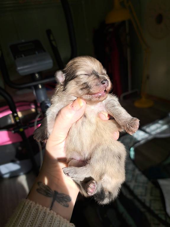 Spitz nain pomeranian (merci de lire l'annonce) Canton Vaud - anibis.ch