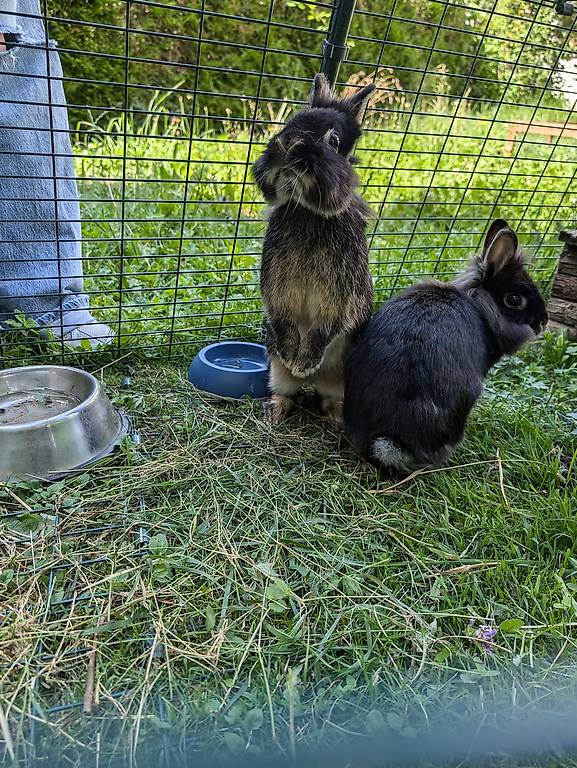 Pet sitter, Garde de chats et petits mammifères Canton Vaud - anibis.ch