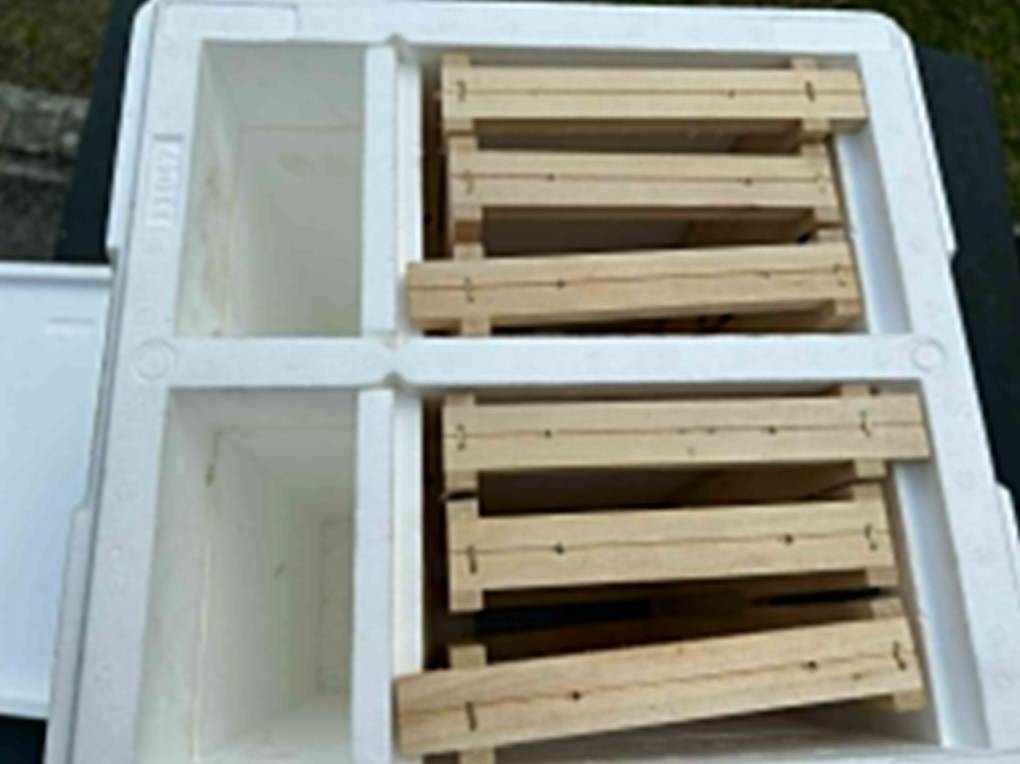 Bivo-box Sagex, 2 nuclei, idéal élevage reines (pas utilisé) Canton ...