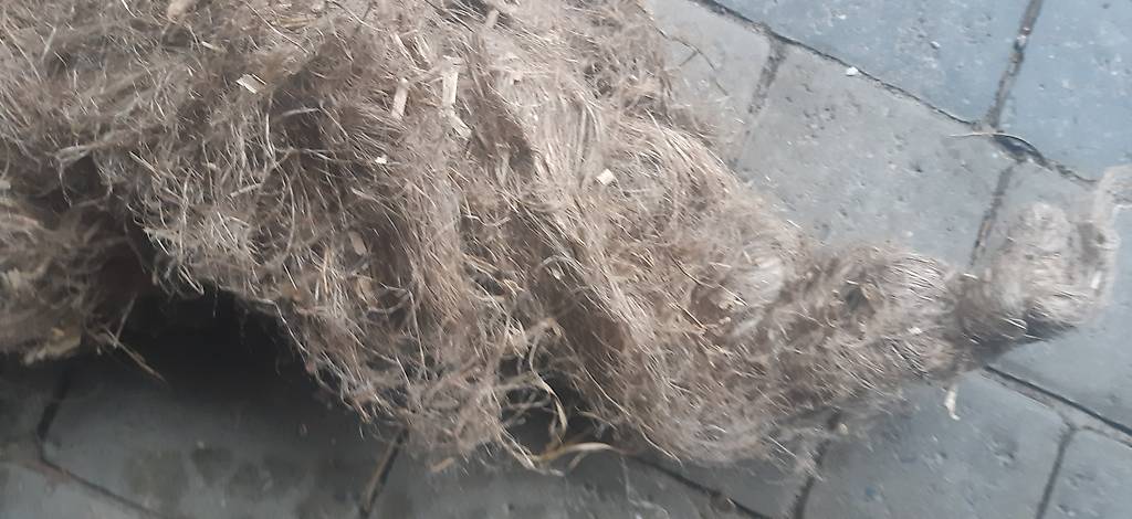 crin de cheval Canton Fribourg - anibis.ch