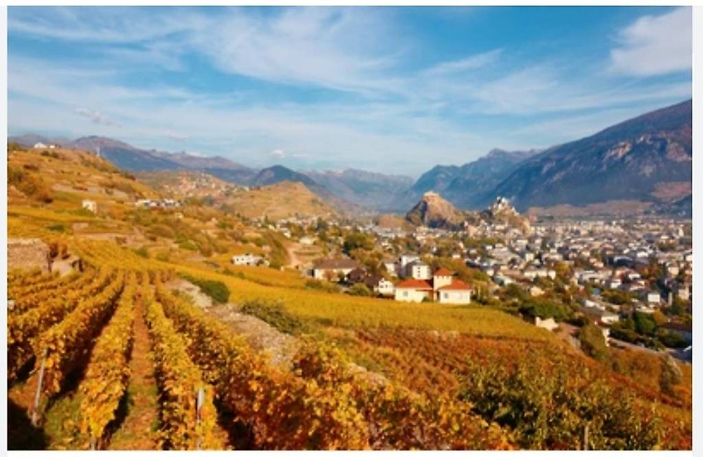 Vigne chasselas 355m2 Lentine Savièse Canton Valais acheter - anibis.ch