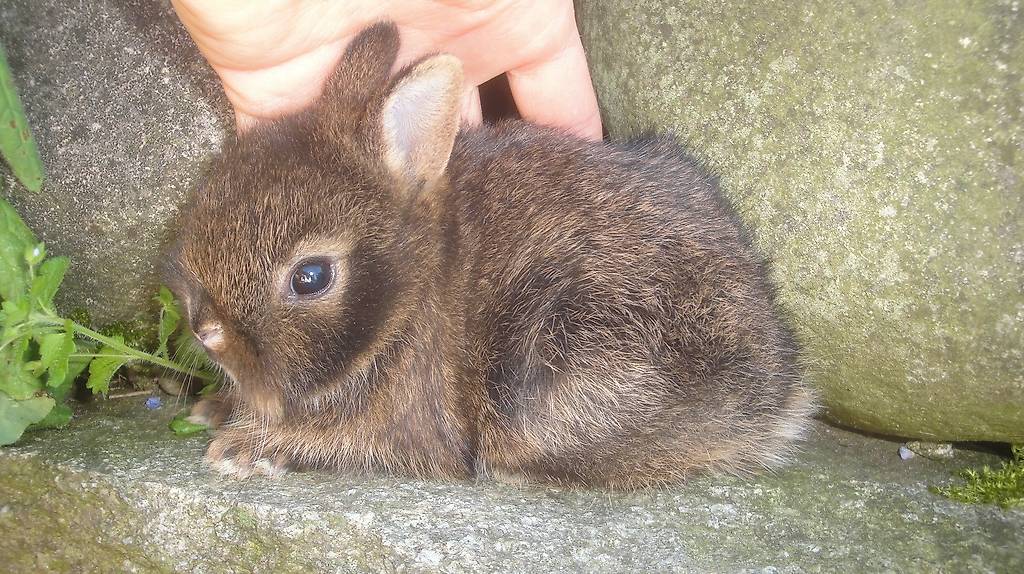 Herzige, junge Zwergkaninchen versch. Rassen Canton Schwytz - anibis.ch