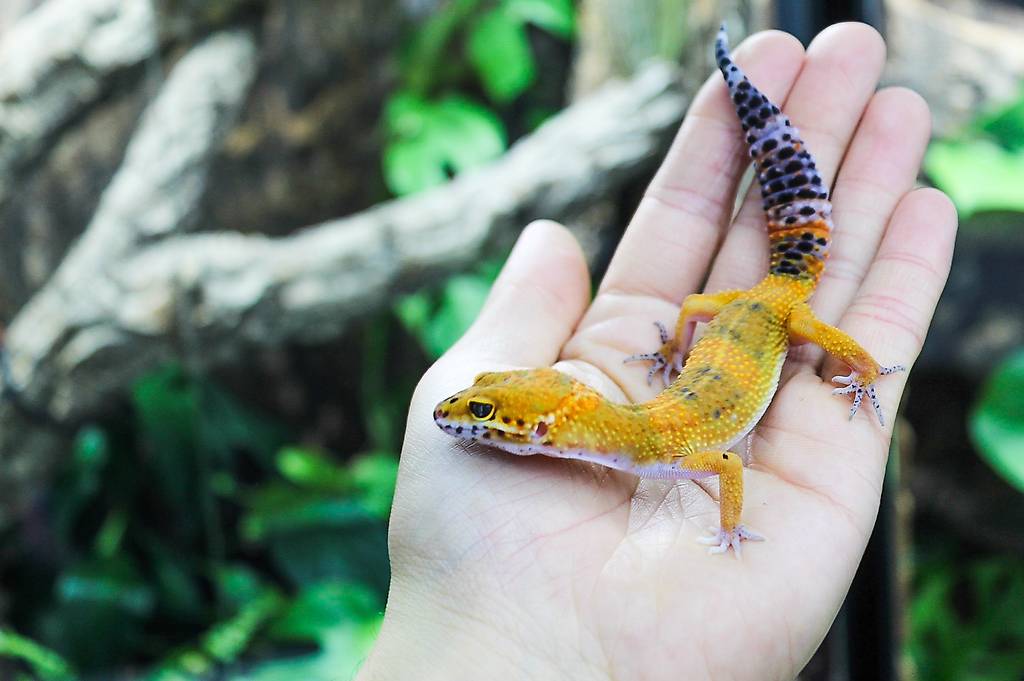 Gecko léopard Tangerine carrot tail Canton Genève - anibis.ch