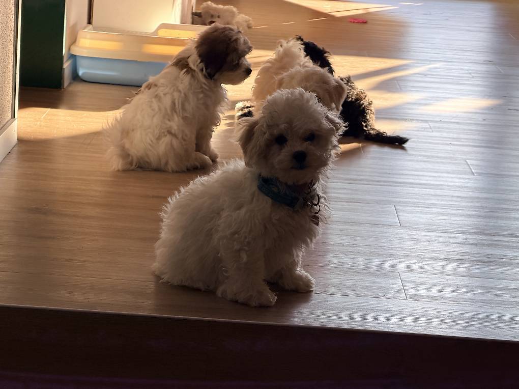 Bichon Frise × Shih-Tzu (Shichon) Welpen Canton Zurich - anibis.ch