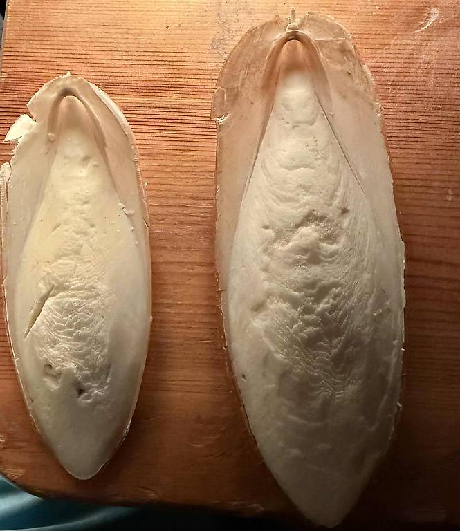 Os de sèche pour oiseaux tortues Canton Valais - anibis.ch