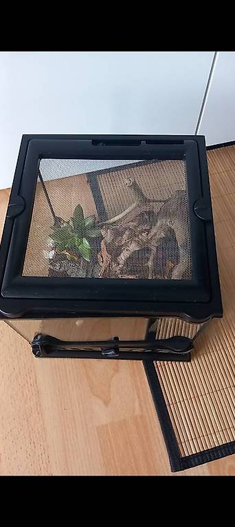 MAGNIFIQUE TERRARIUM EXO TERRA NEUF Canton Fribourg - anibis.ch