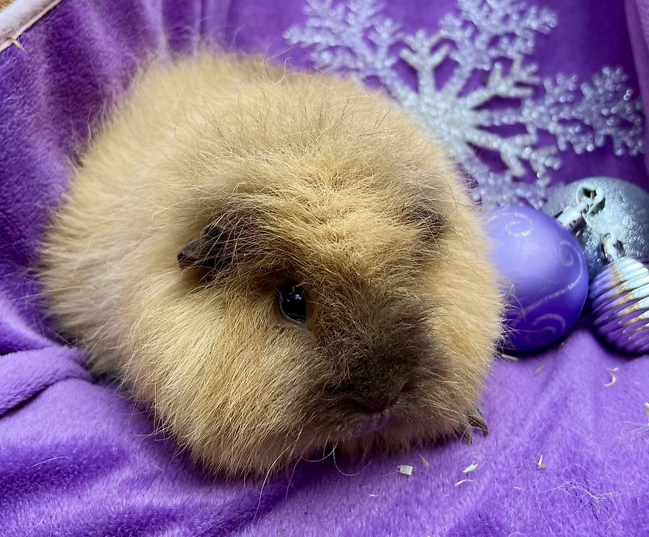 Junge Meerschweinchen Canton Glaris - anibis.ch