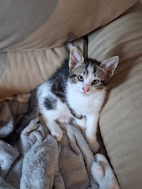 Chaton 2 Mois Puce