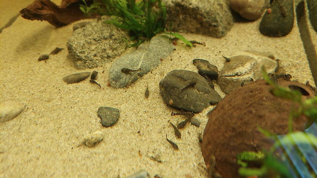 Jeunes poissons nettoyeur - junge Antennenwelse Canton Fribourg - anibis.ch