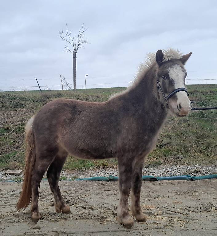 Élevage de chevaux islandais - Island-pferde Canton Fribourg - anibis.ch