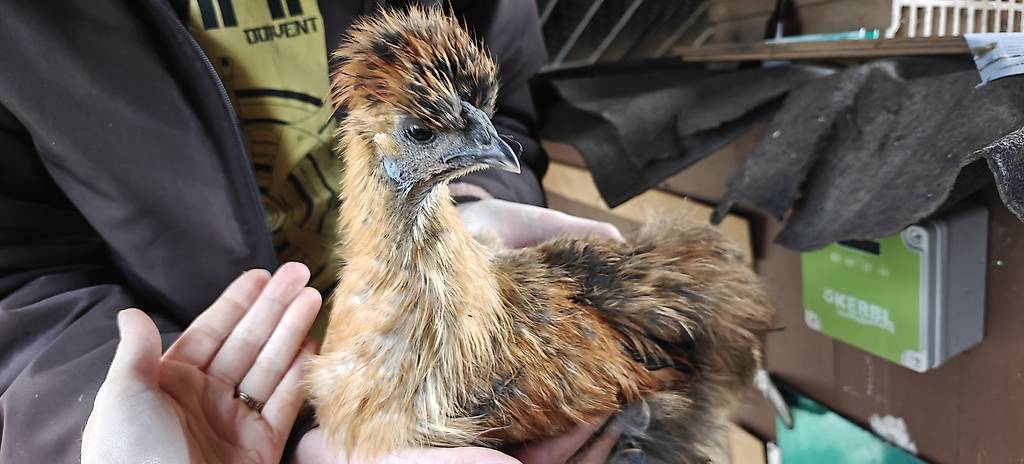 Coqs Soie à donner Canton Vaud - anibis.ch