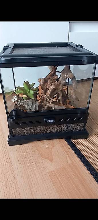 NEW! TERRARIUM EXO TERRA NEUF Canton Fribourg - anibis.ch