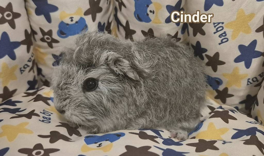 Mignon bébé cochon d'inde Teddy CH Canton Vaud - anibis.ch