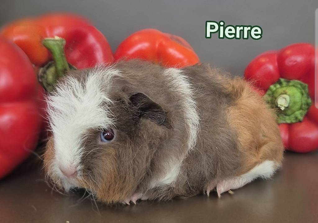 Mignon bébé cochon d'inde Teddy CH RÉSERVÉ Canton Vaud - anibis.ch