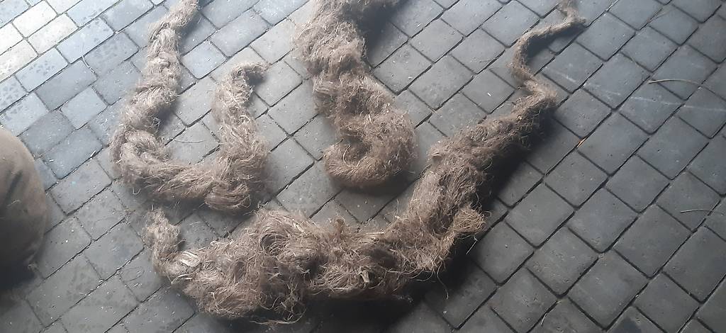 crin de cheval Canton Fribourg - anibis.ch