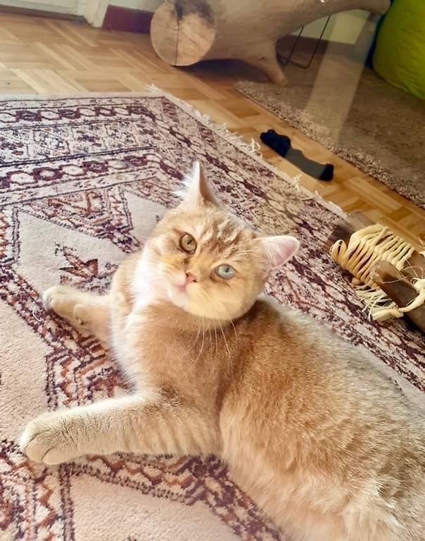 Mâle British Shorthair Celeste rare aux yeux vairons Canton Genève ...