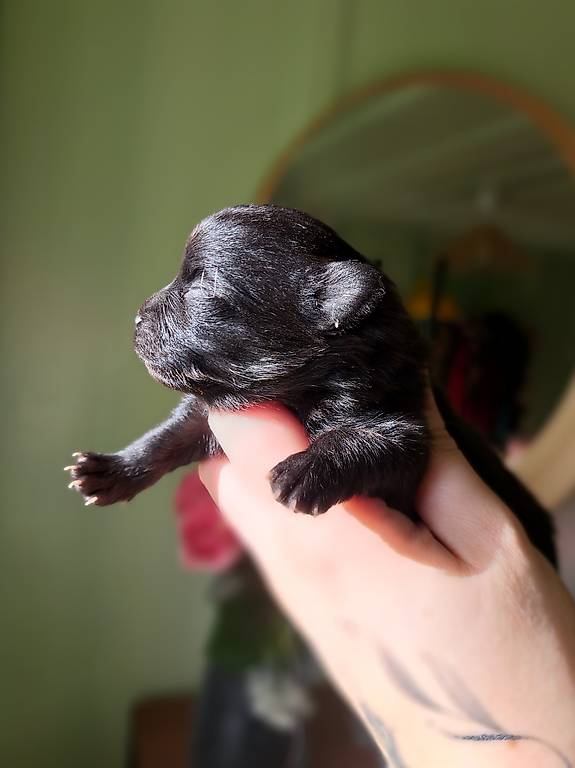 Spitz nain pomeranian (merci de lire l'annonce) Canton Vaud - anibis.ch