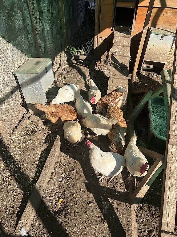 3 poules pondeuses blanches à vendre Canton Neuchâtel - anibis.ch