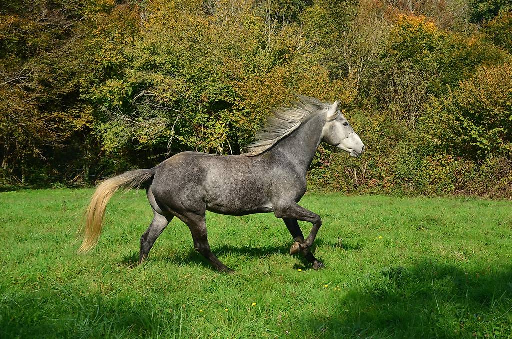 Cheval barbe Canton Genève - anibis.ch