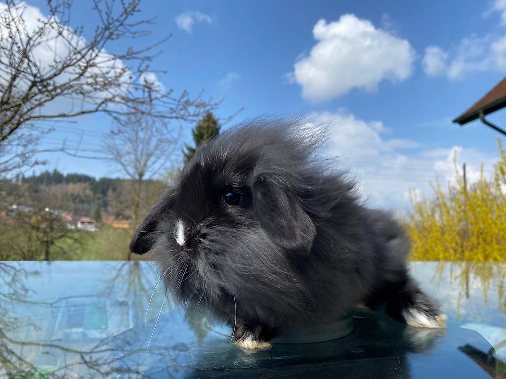 Lapin angora bélier mâle noir gris Canton Vaud - anibis.ch