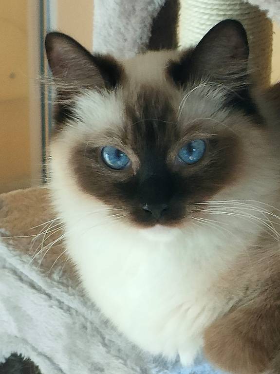 Magnifique petite femelle RAGDOLL Canton Vaud - anibis.ch