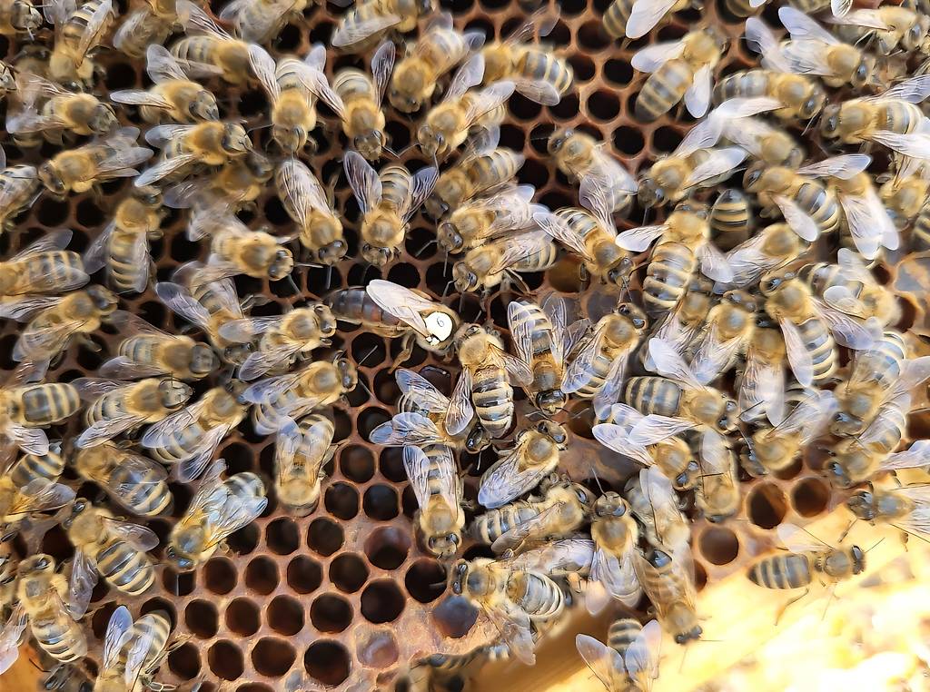 Colonies d'abeilles DB Canton Vaud - anibis.ch