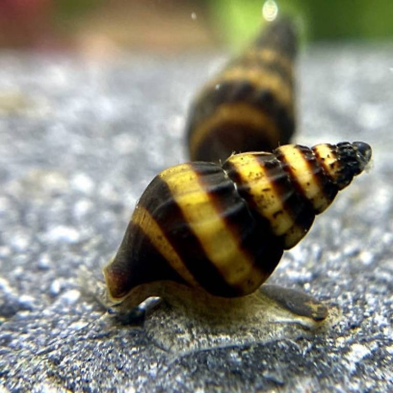 Escargot Helena mangeur d'escargot Canton Vaud - anibis.ch