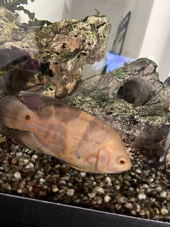 Divers poissons à vendre Canton Genève - anibis.ch