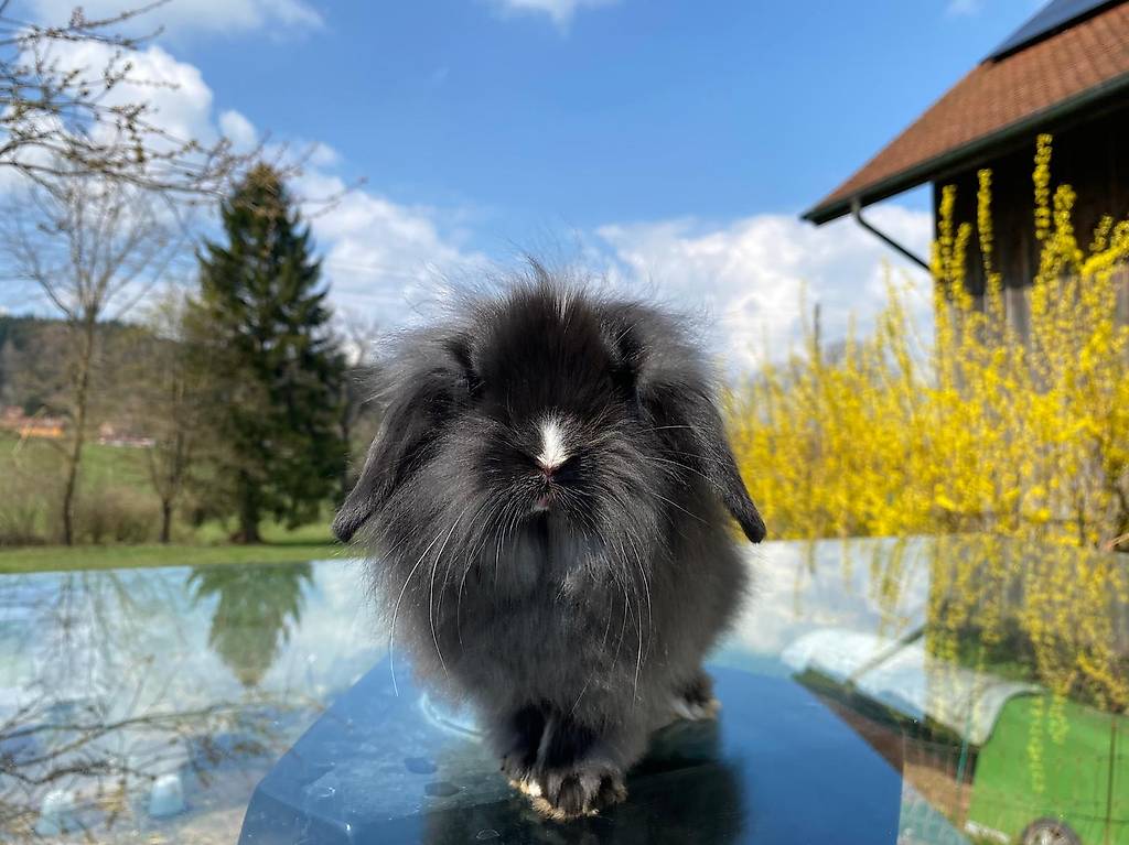 Lapin angora bélier mâle noir gris Canton Vaud - anibis.ch