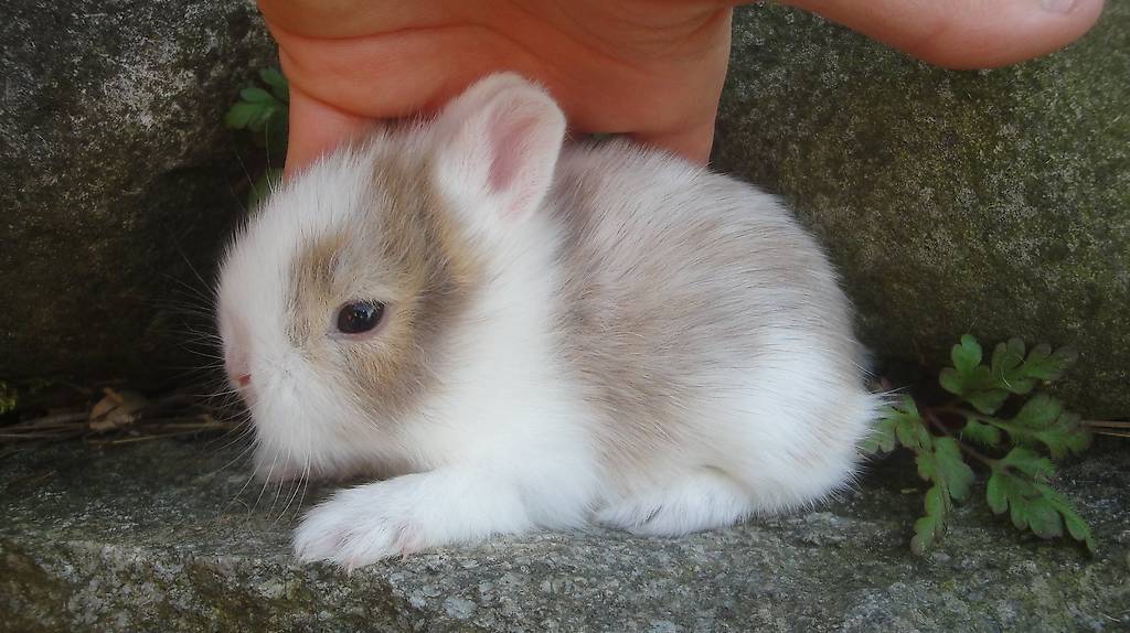 Herzige, junge Zwergkaninchen versch. Rassen Canton Schwytz - anibis.ch