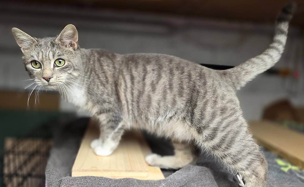 Lieb, verspielt, sucht Familie mit Gspändli & Freigang Canton Bâle ...