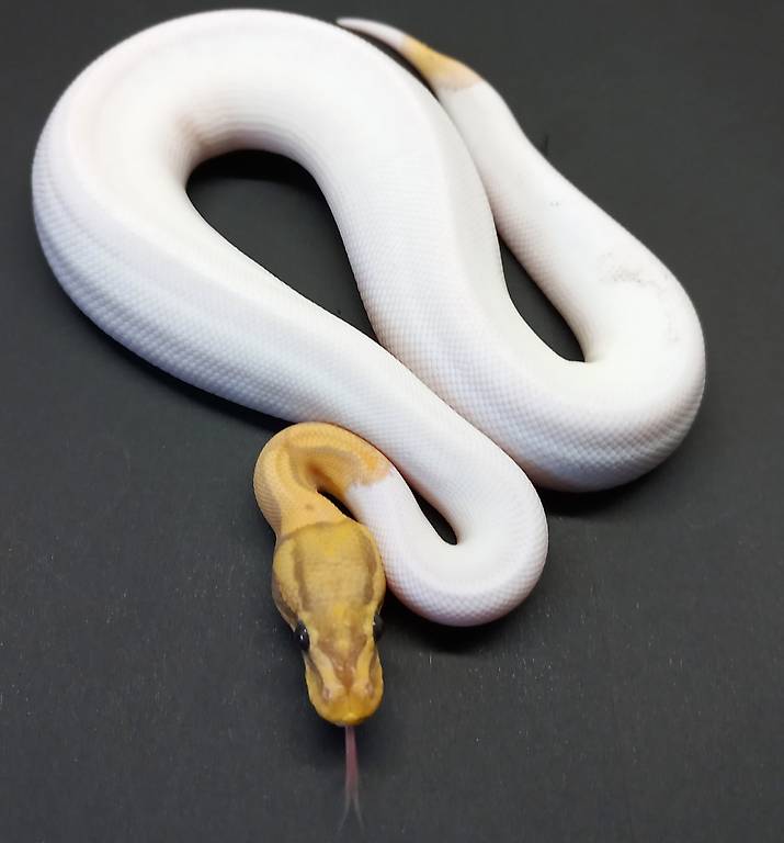 1.0 Python regius - CG Piebald poss. Fire im Kanton Bern - anibis.ch