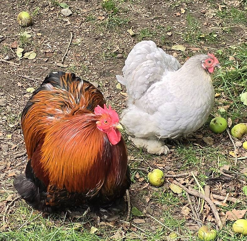 Poussins de race Pékin, la boule de plumes familiale Canton Fribourg ...