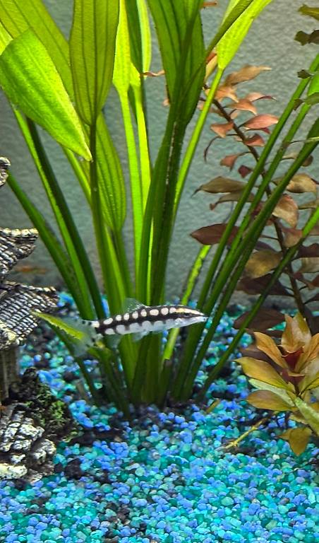 Poisson (botia) à donner Canton Vaud - anibis.ch