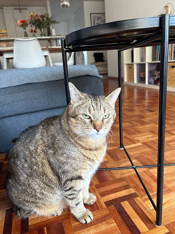 Chat adulte à donner Canton Vaud - anibis.ch