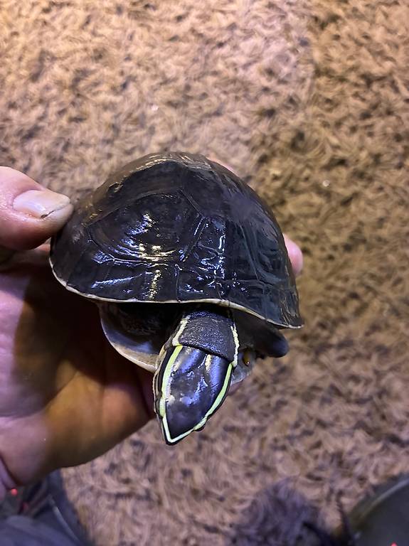 Seltene Cuora Amboniensis im Kanton St. Gallen - anibis.ch