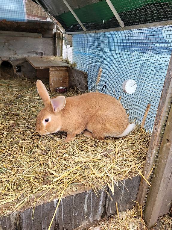 Deux Lapin adulte à vendre Canton Fribourg - anibis.ch