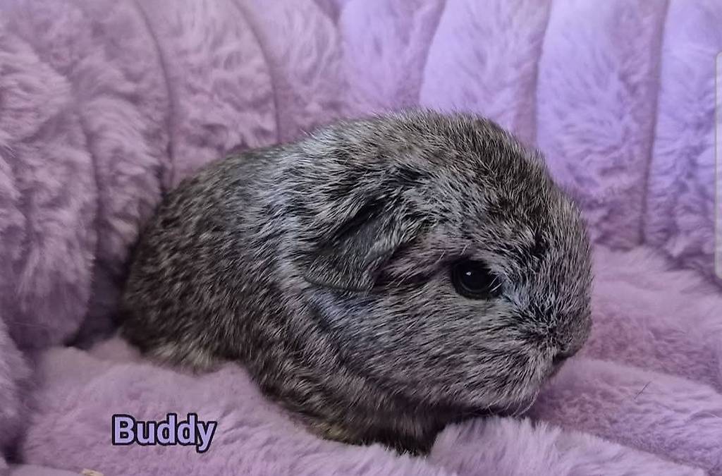 Mignon bébé cochon d'inde Teddy CH Canton Vaud - anibis.ch