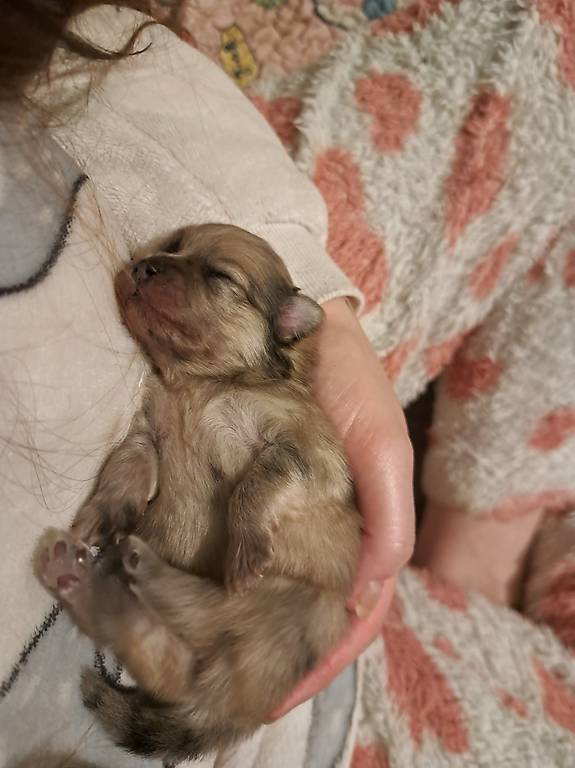 Spitz nain pomeranian femelle Canton Vaud - anibis.ch