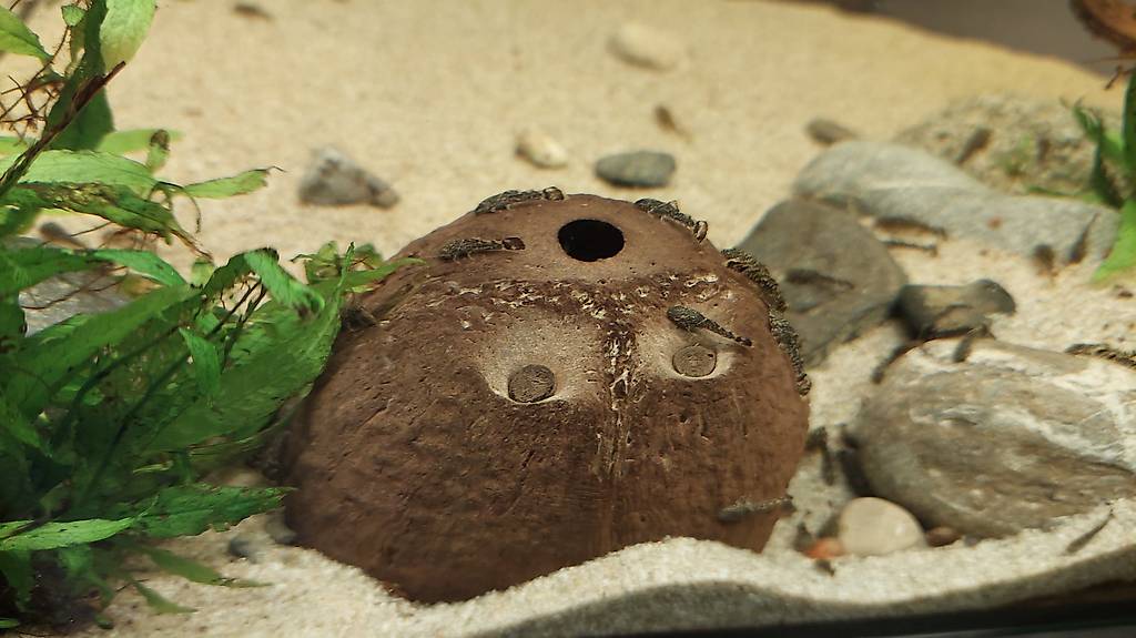 Jeunes poissons nettoyeur - junge Antennenwelse Canton Fribourg - anibis.ch