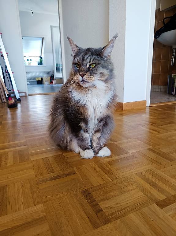 Cat Sitting Genève et environs Canton Genève - anibis.ch