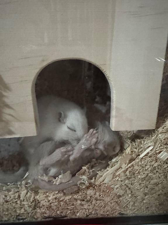 Zwei weibliche Rennmäuse zu vergeben Canton Zurich - anibis.ch