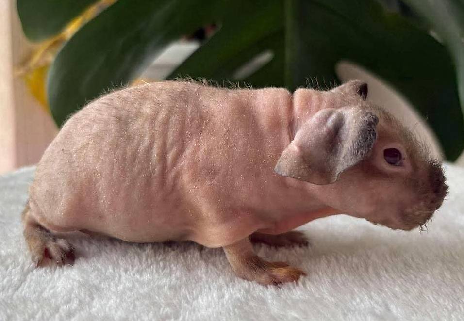 À vendre bébé cochon d'inde skinny Canton Neuchâtel - anibis.ch