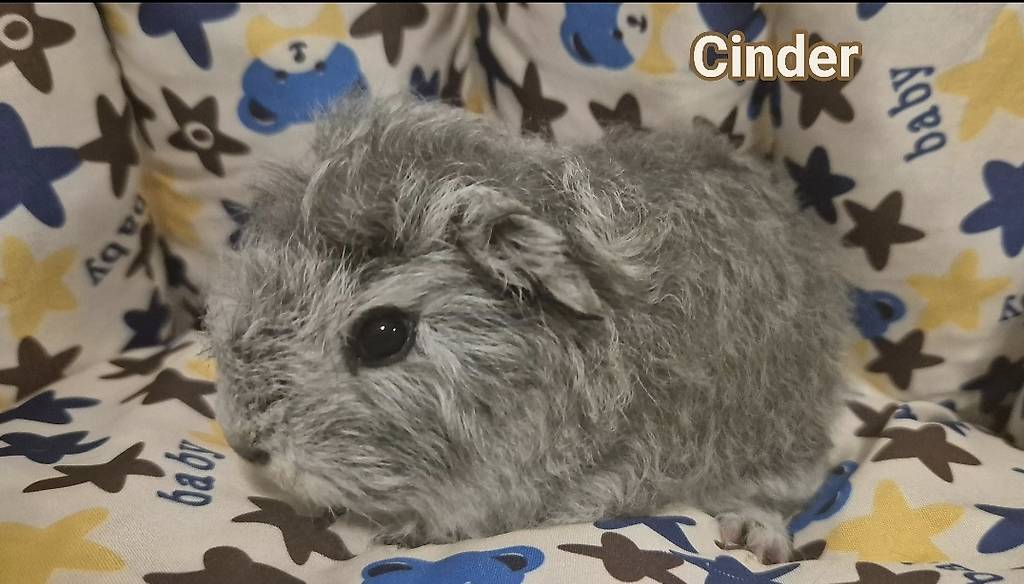 Mignon bébé cochon d'inde Teddy CH Canton Vaud - anibis.ch